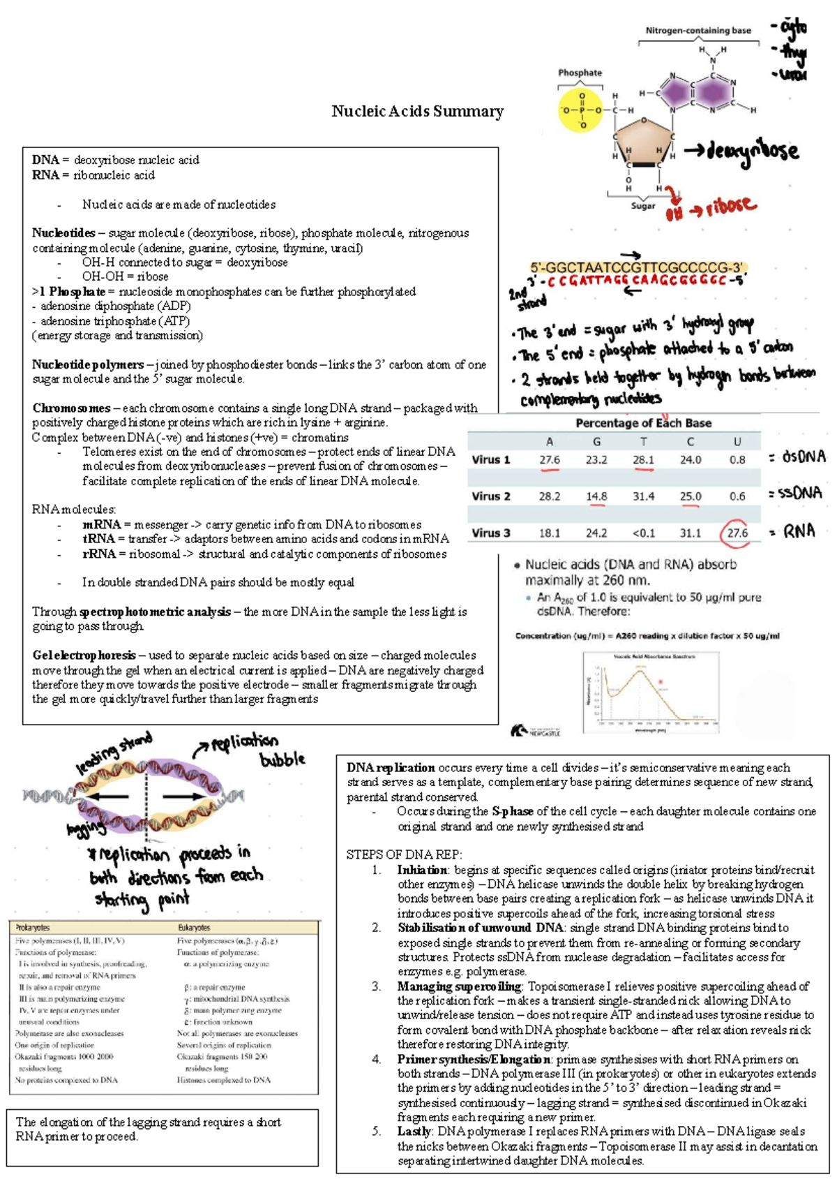 Nucleic Acids Summary: Key Concepts of DNA & RNA - Studocu