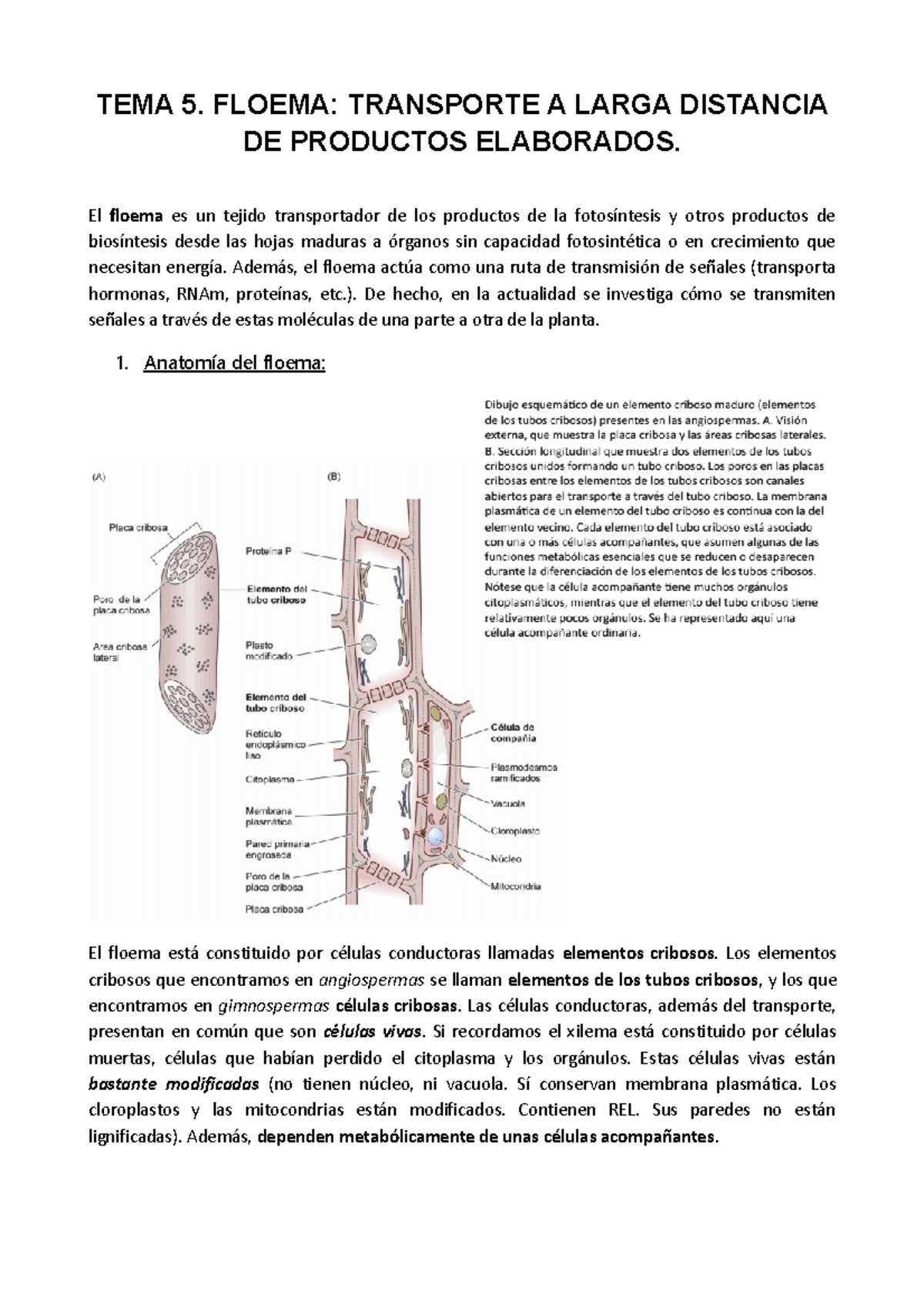 Modelo De Tejido Floema