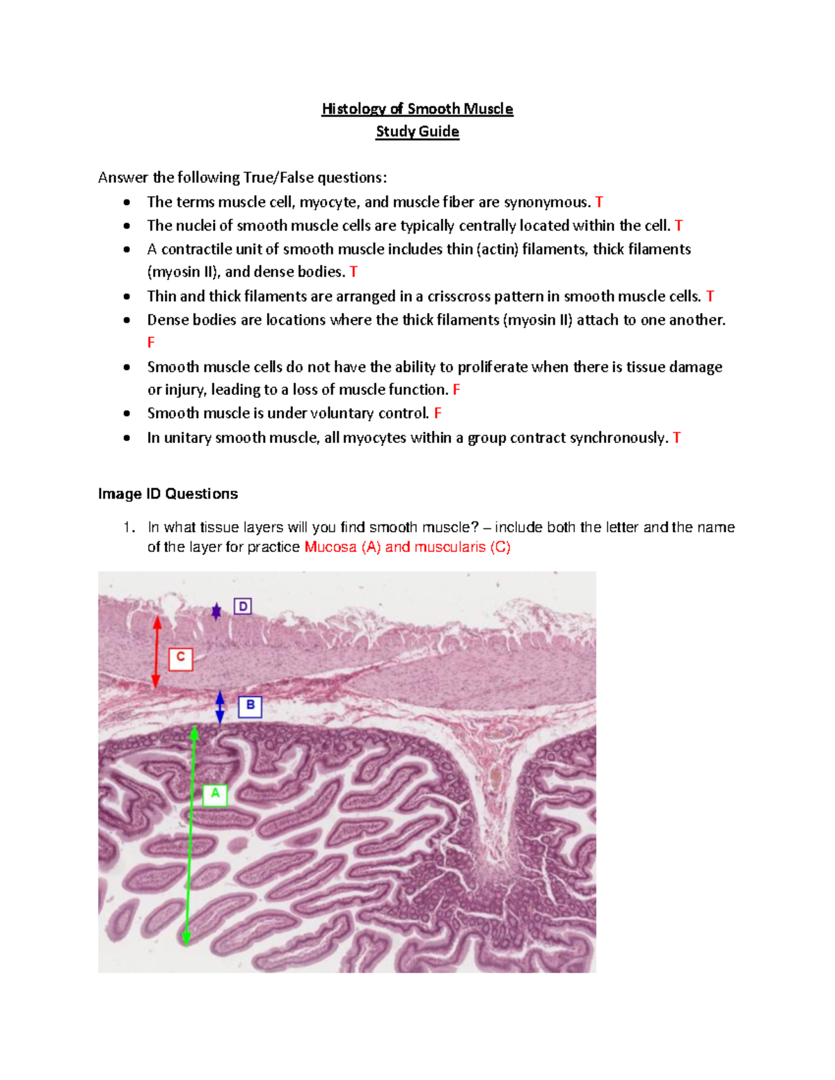 Histology of Smooth Muscle: Study Guide & T/F Questions - Studocu