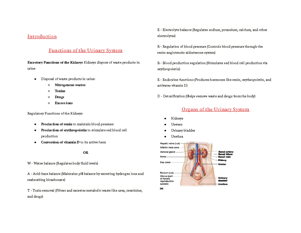 P3 Anaphy - Urinary System Overview and Functions - Studocu