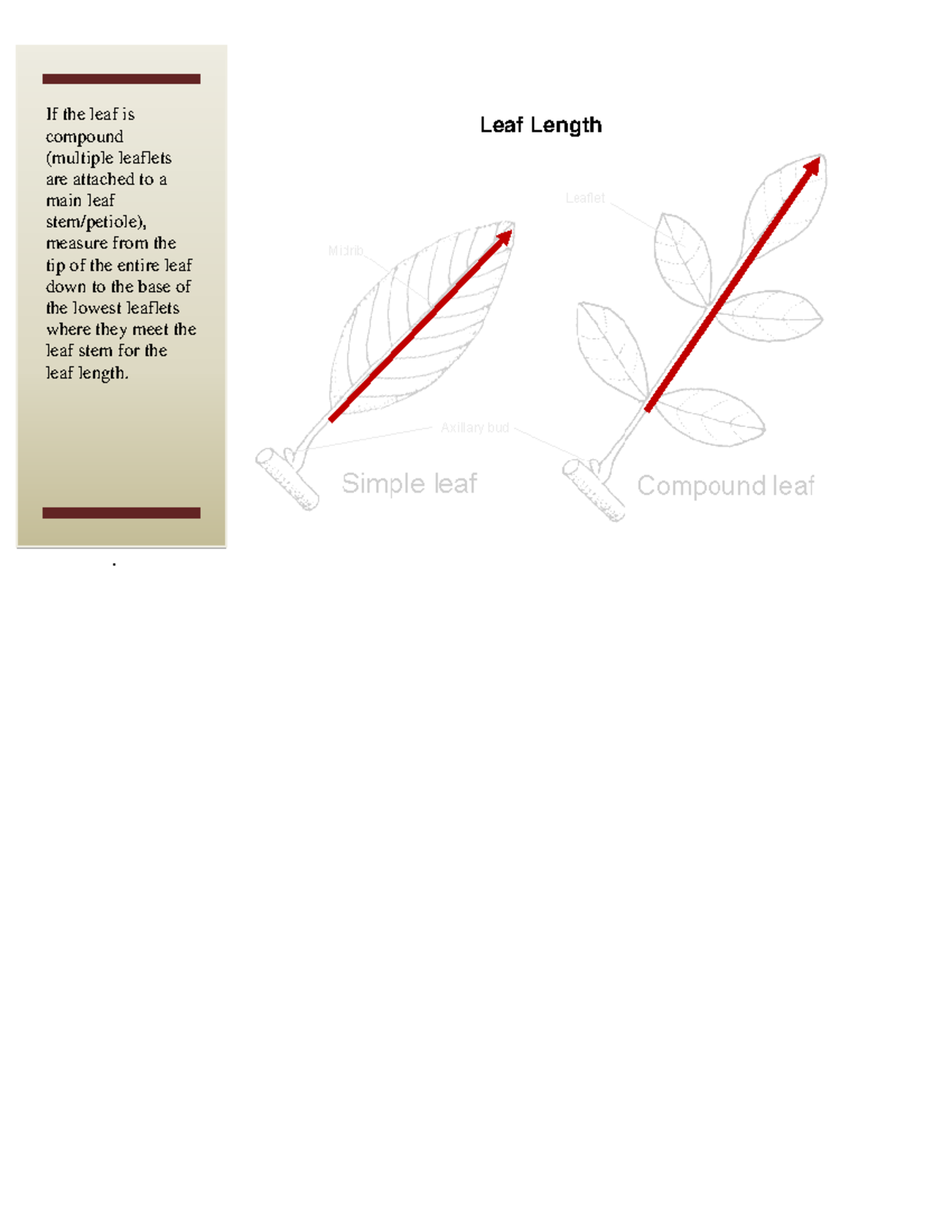Compound Leaf Drawing With Label