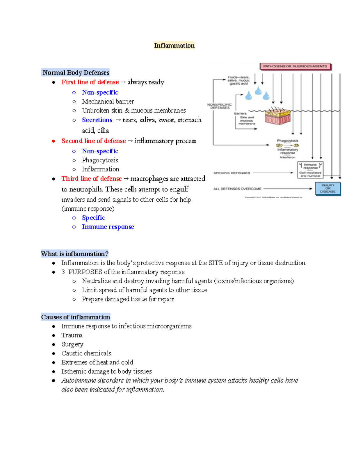 Inflammation Overview: Mechanisms, Phases & Effects (BIO 101) - Studocu