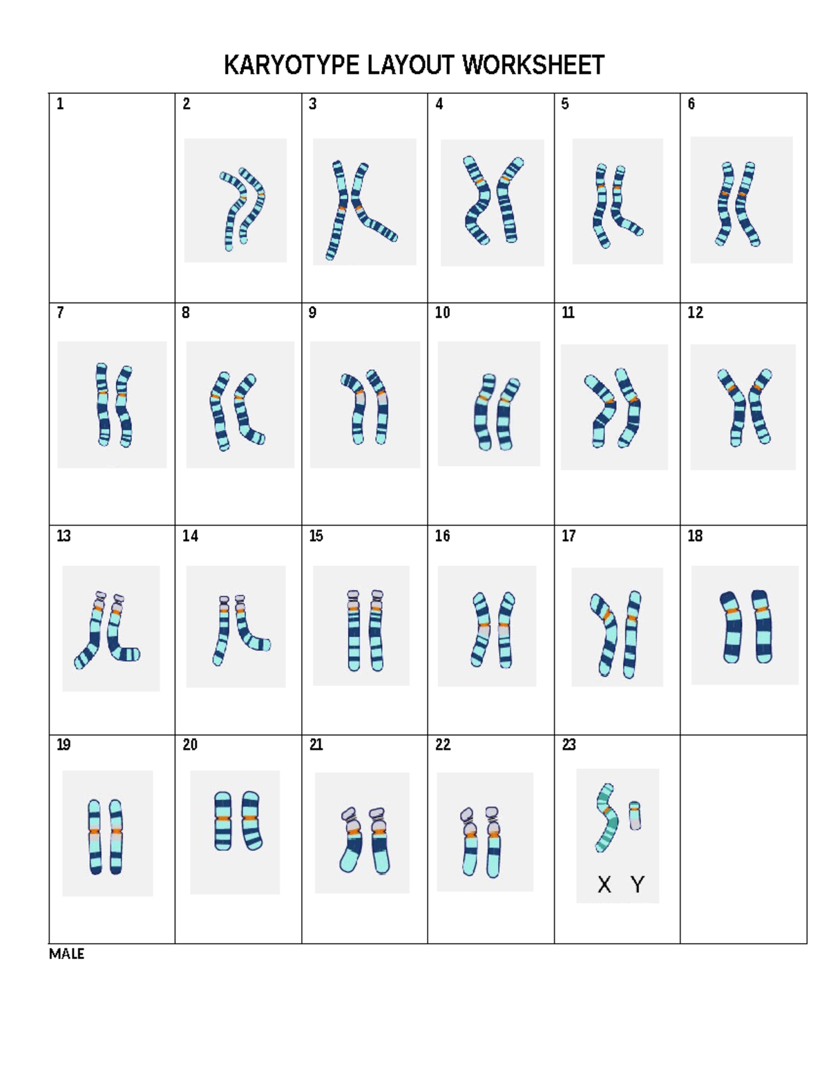 Karyotype- Layout- Worksheet - General Biology - KARYOTYPE LAYOUT ...