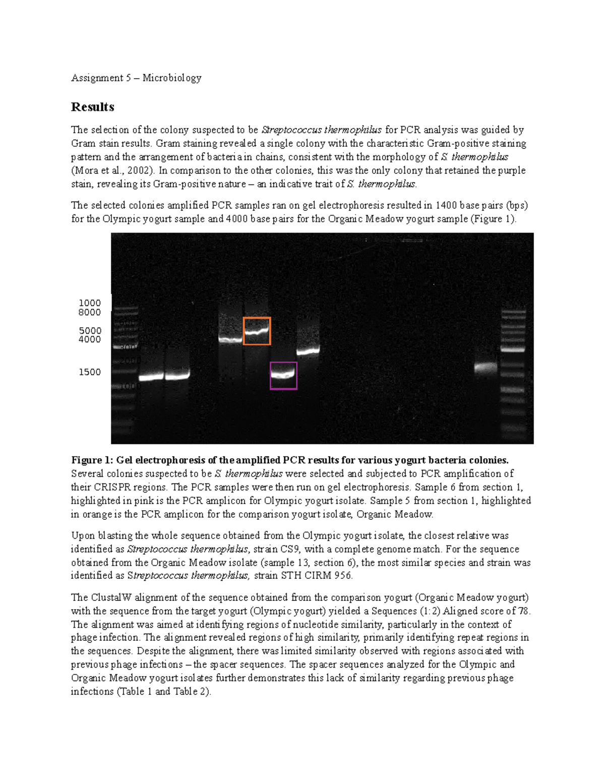 Assignment 5: PCR Analysis of Streptococcus thermophilus in Yogurts ...