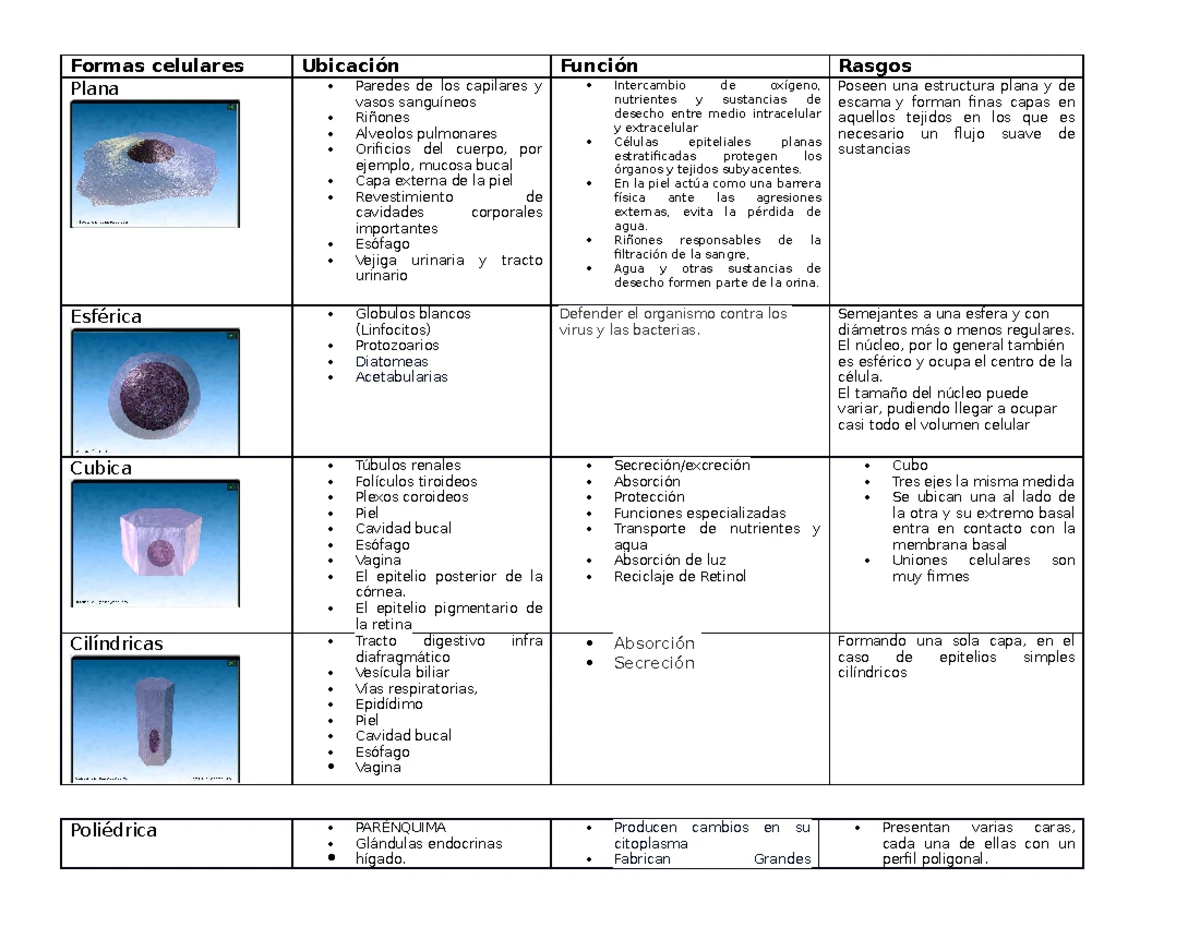 Discos de Merkel y Corpúsculos de Ruffini: Apuntes Histológicos - Studocu