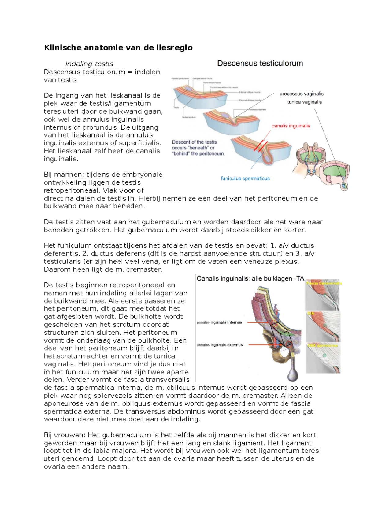 Samenvatting Anatomie van de Liesregio voor Snijzaal Practicum ...