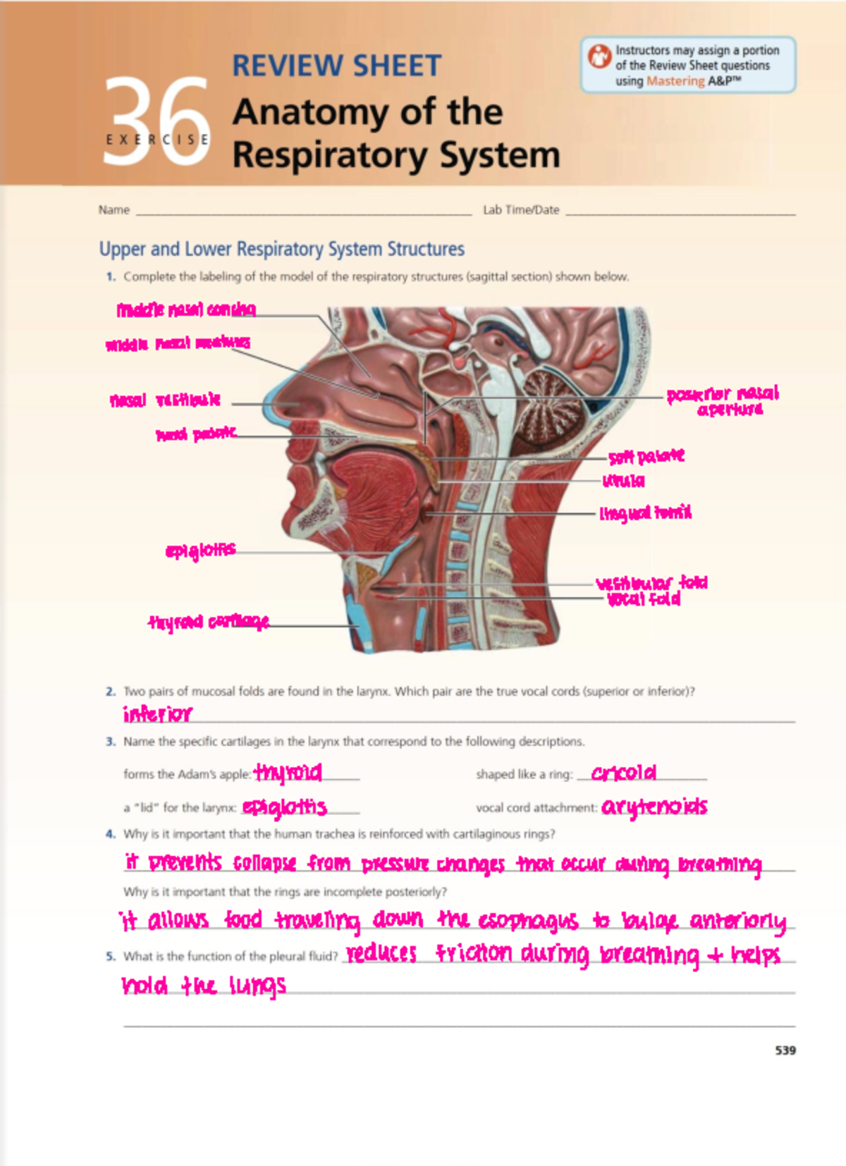 Anatomy Of The Respiratory System Exercise 36