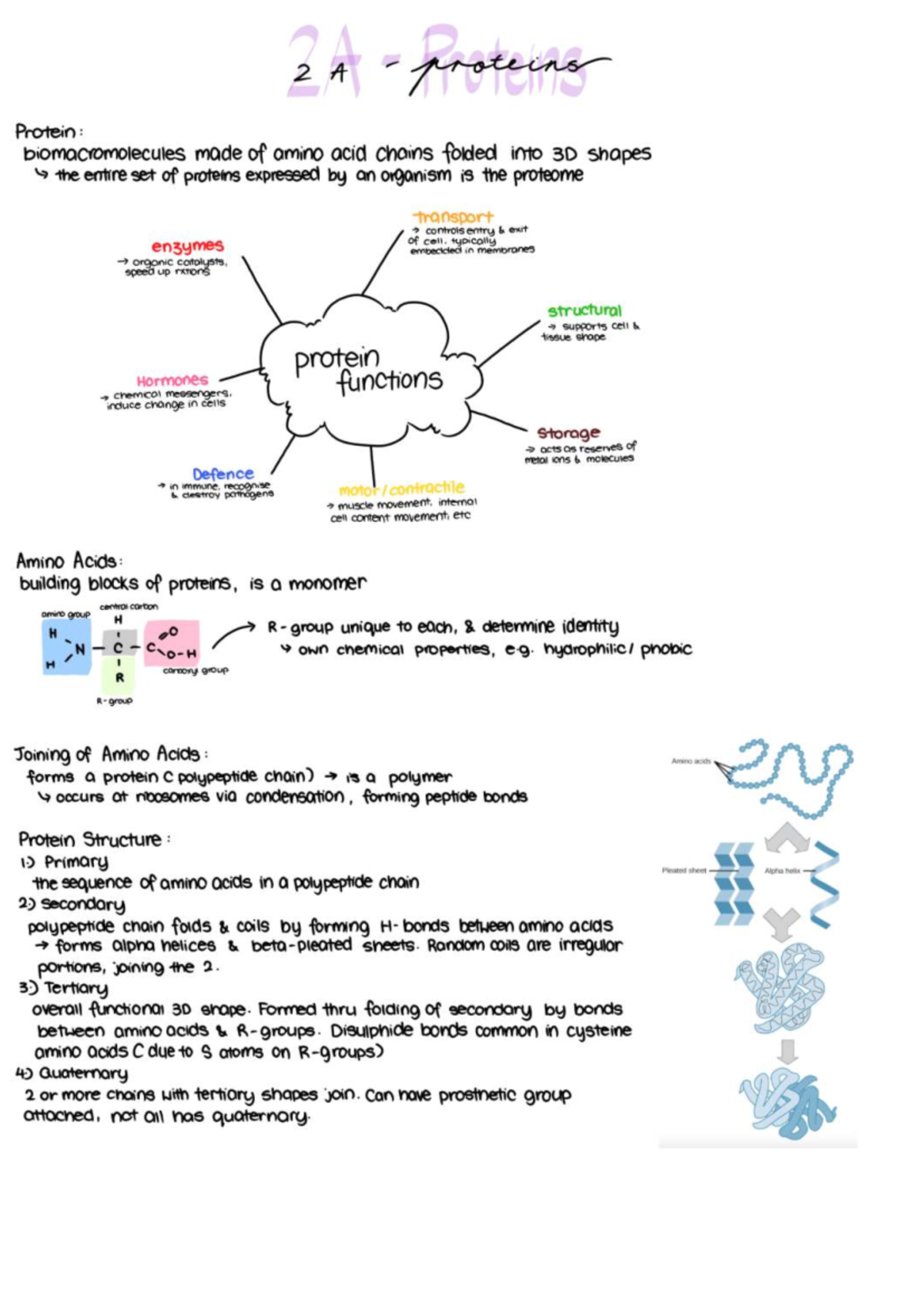 U3AOS1 Protein and Nucleic Acids: Structure and Function Notes - Studocu