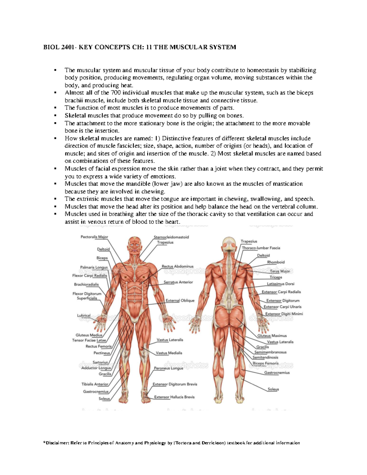 BIOL 2401-chapter 11 - The Muscular System - *Disclaimer: Refer to ...
