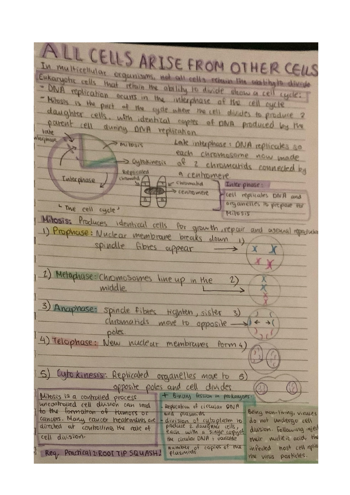 Biology 101: Mitosis and Cell Division Overview - Studocu