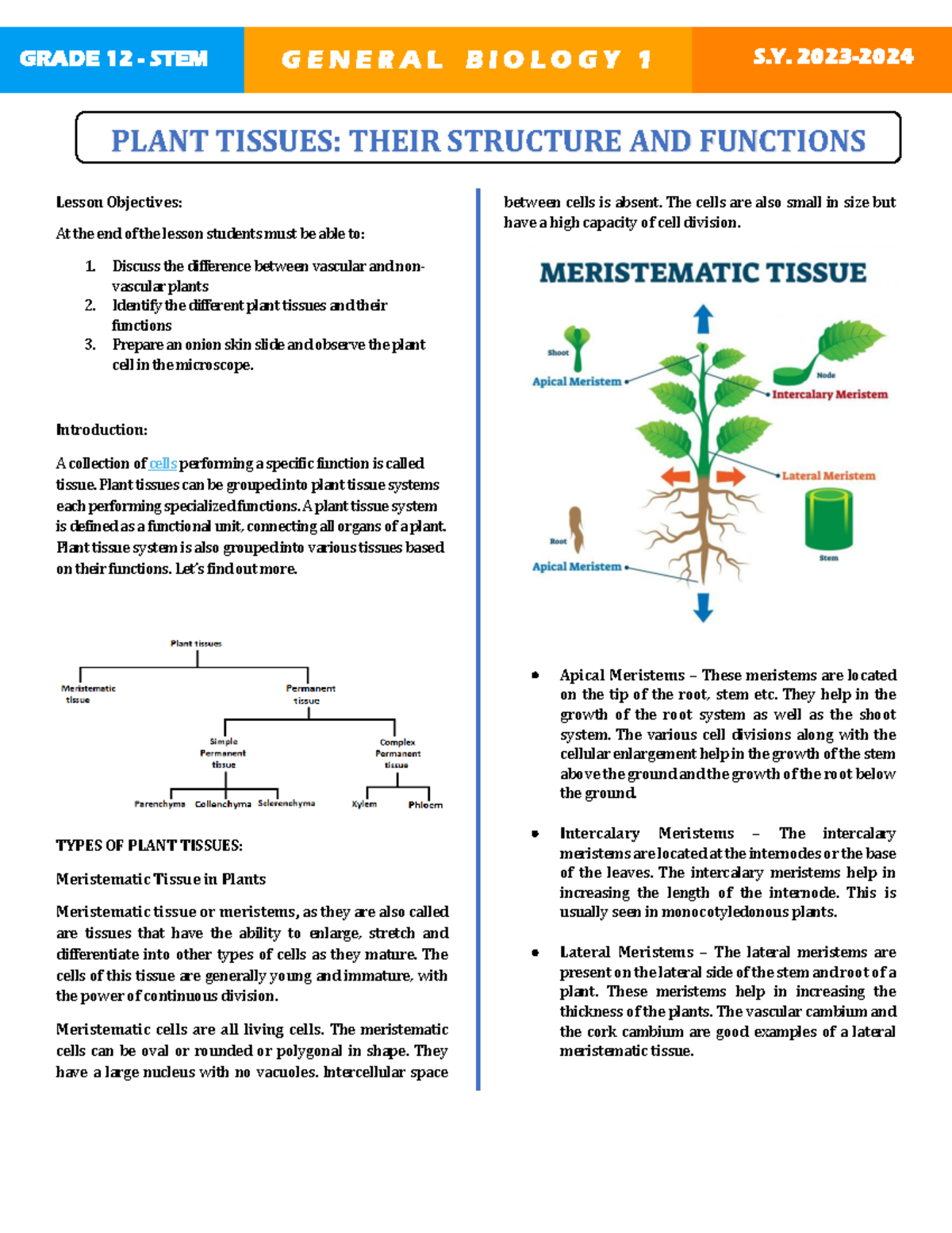 GEN BIO - Chapter on Plant Tissues: Structure & Functions - Studocu