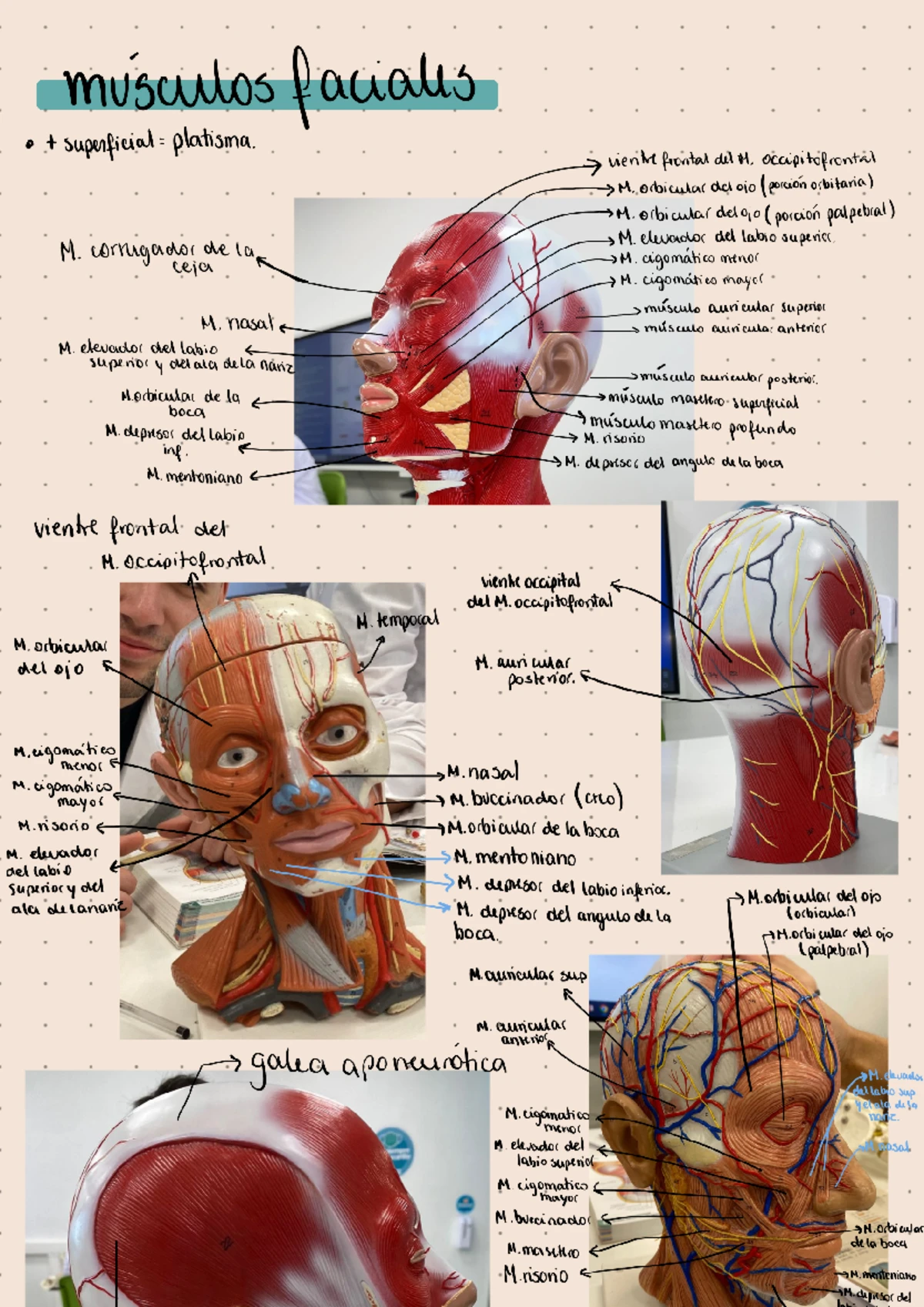 Anatomía Del Músculo Esquelético Músculo Esquelético Wikipedia,