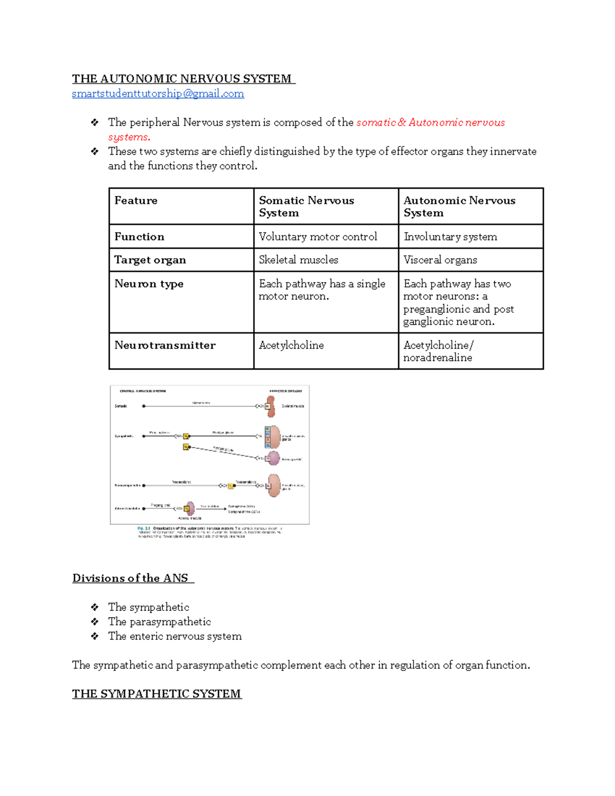 The Autonomic Nervous System Notes - THE AUTONOMIC NERVOUS SYSTEM ...