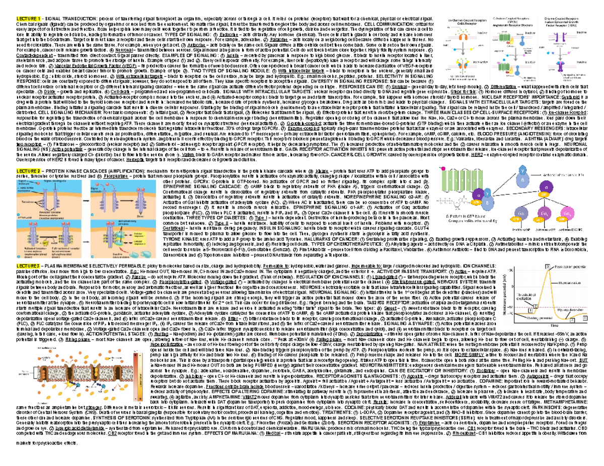 Cheat Sheet Final Exam - LECTURE 1 - SIGNAL TRANSDUCTION: process of ...
