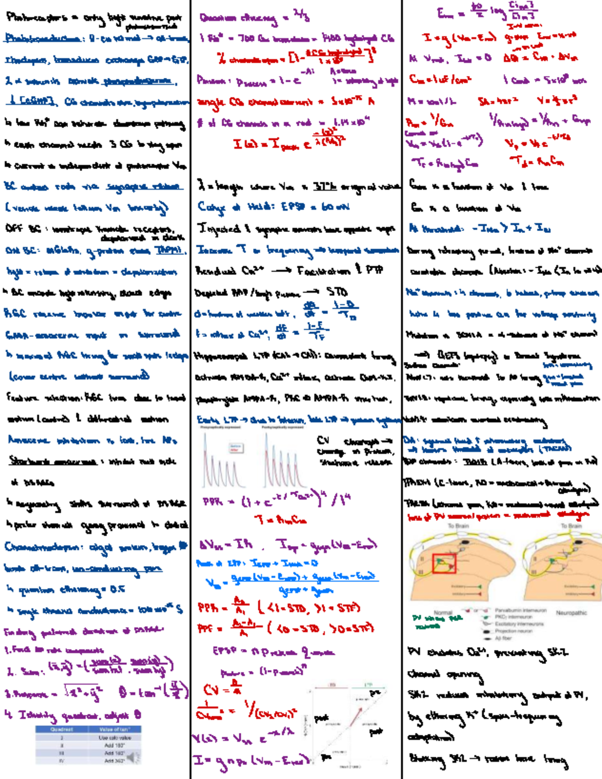 Phototransduction Mechanisms in Photoreceptors: A Crib Sheet - Studocu