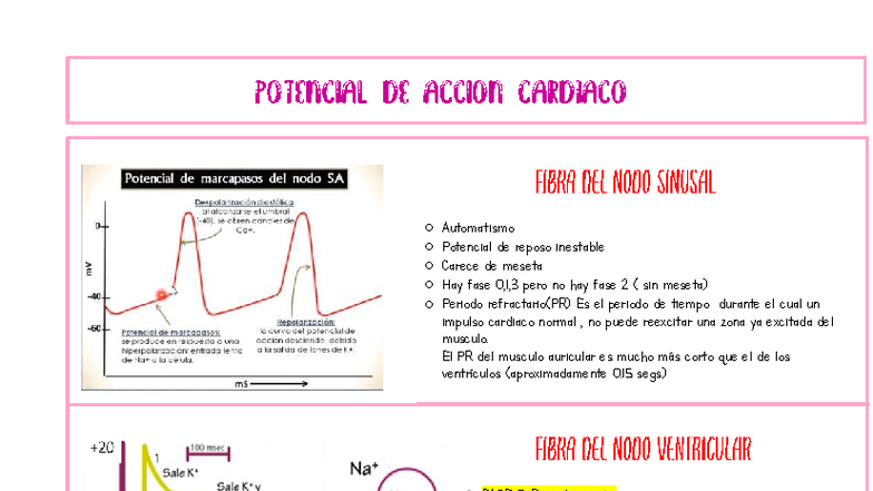 Potencial de Acción Cardíaco: Fases y Periodo Refractario - Studocu