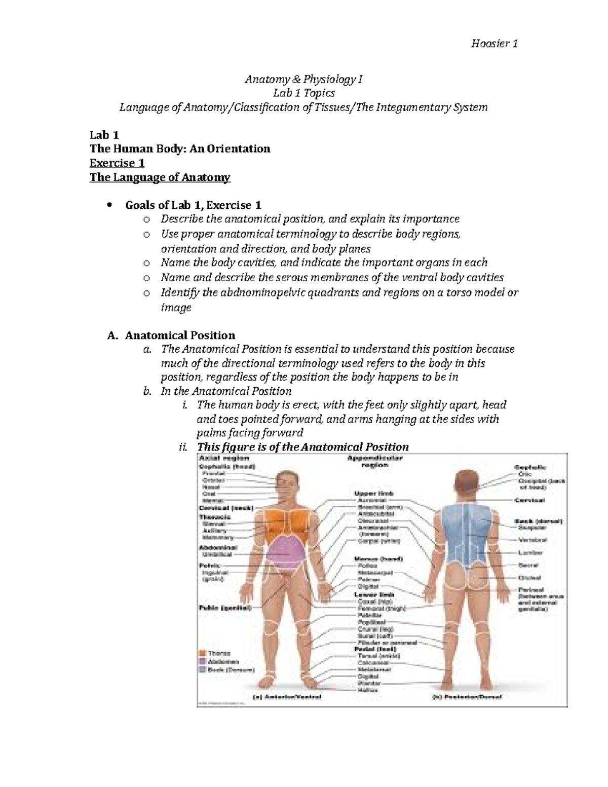 Anatomy & Physiology I Lab 1: Understanding Body Orientation & Tissues ...