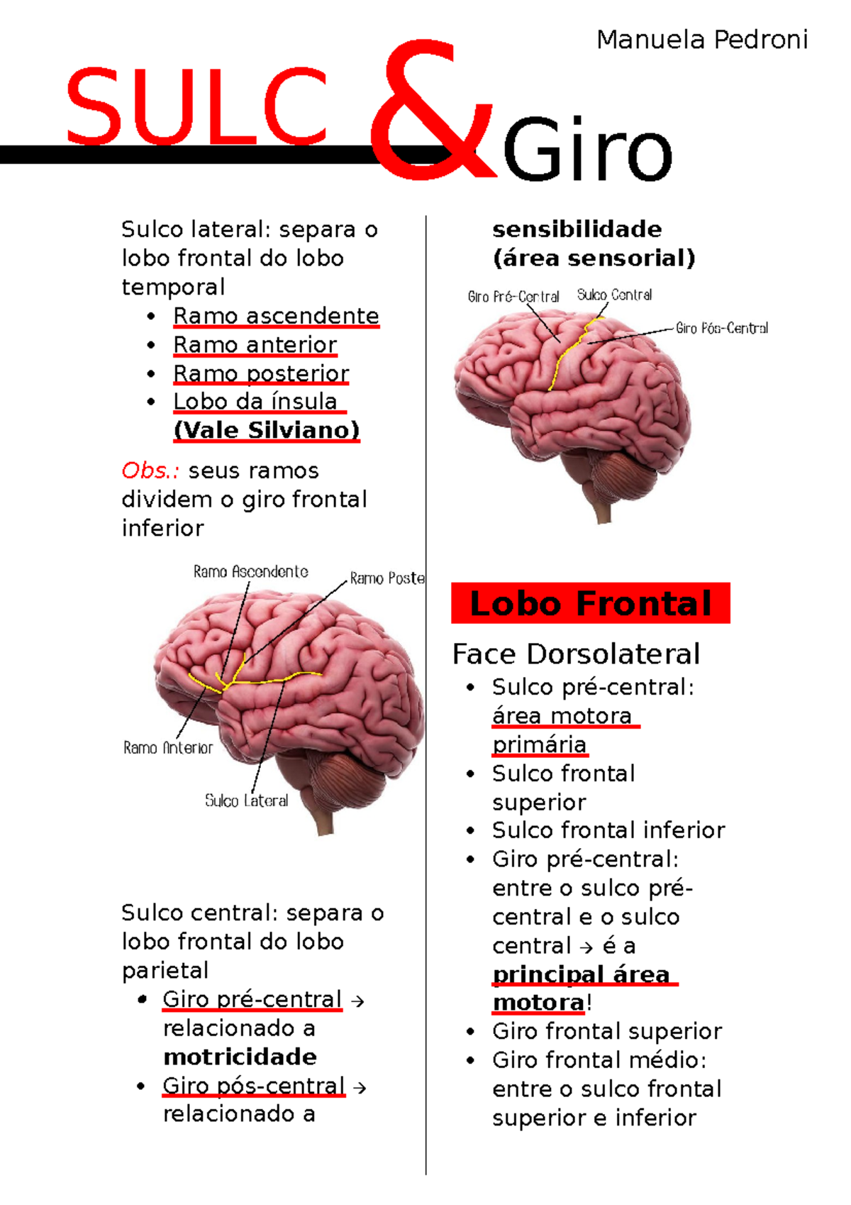 Sulcos e Giros + Embriologia do SN - Sulco lateral: separa o lobo ...