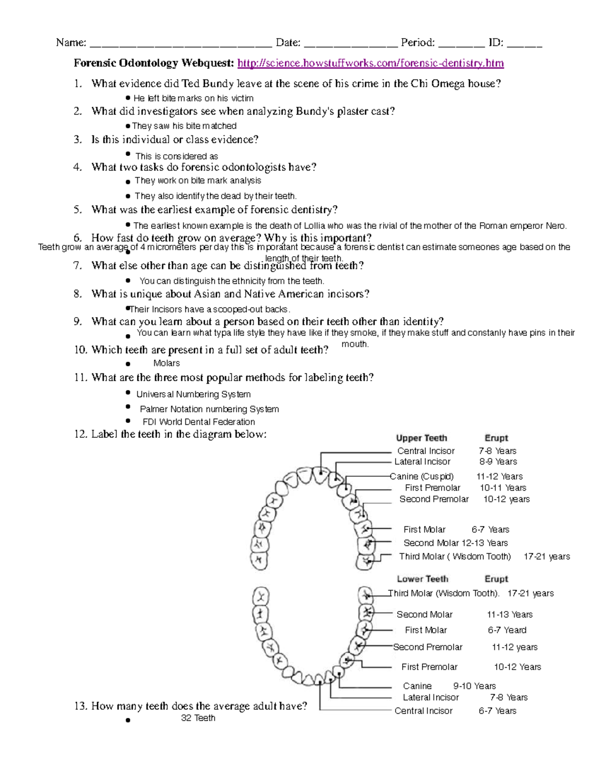 Forensic Odontology Webquest: Bite Marks, Teeth Analysis ...