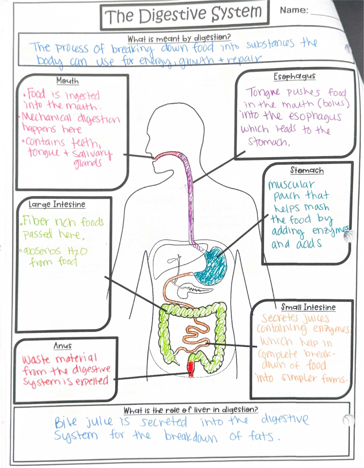 Digestive System Overview: Key Insights and Findings - Studocu