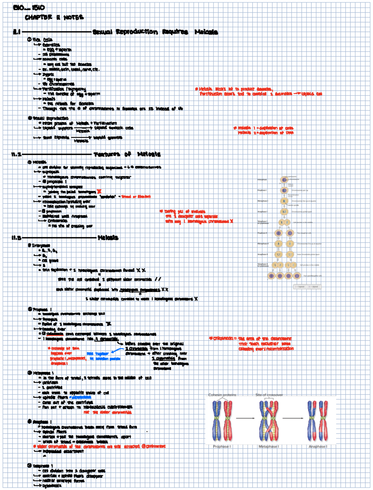 BIO1510 Chapter 11 Notes - Meiosis and Sexual Reproduction Concepts ...