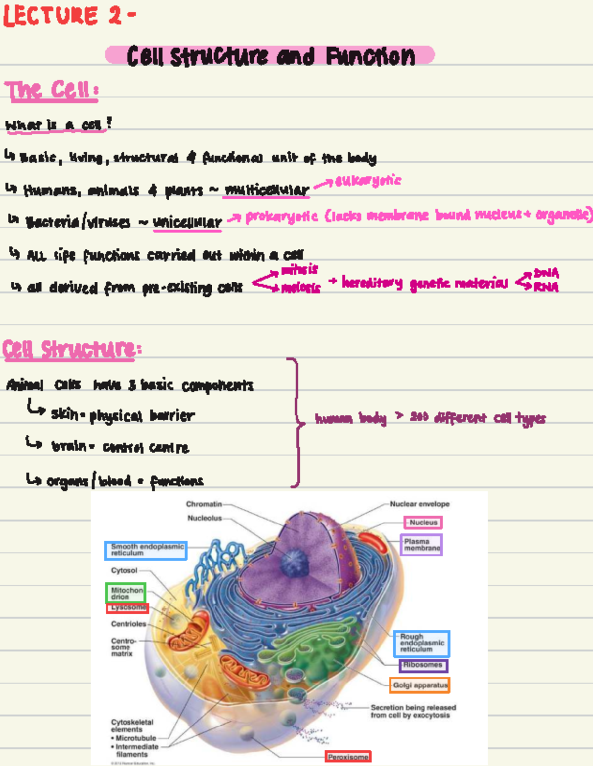 LECTURE BIO101: Cell Structure and Function Overview - Studocu