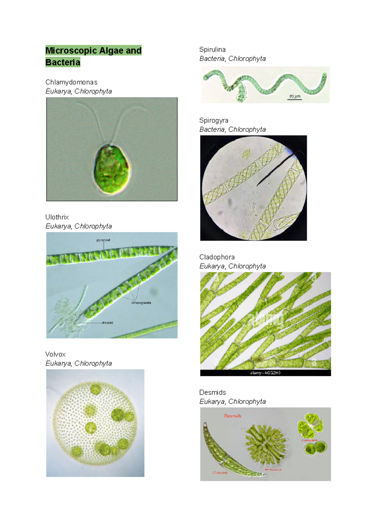 Systematics - Specimens - Microscopic Algae and Bacteria Chlamydomonas ...