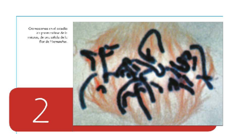 CAP 2 Mitosis y Meiosis: Conceptos y Procesos Celulares - Studocu