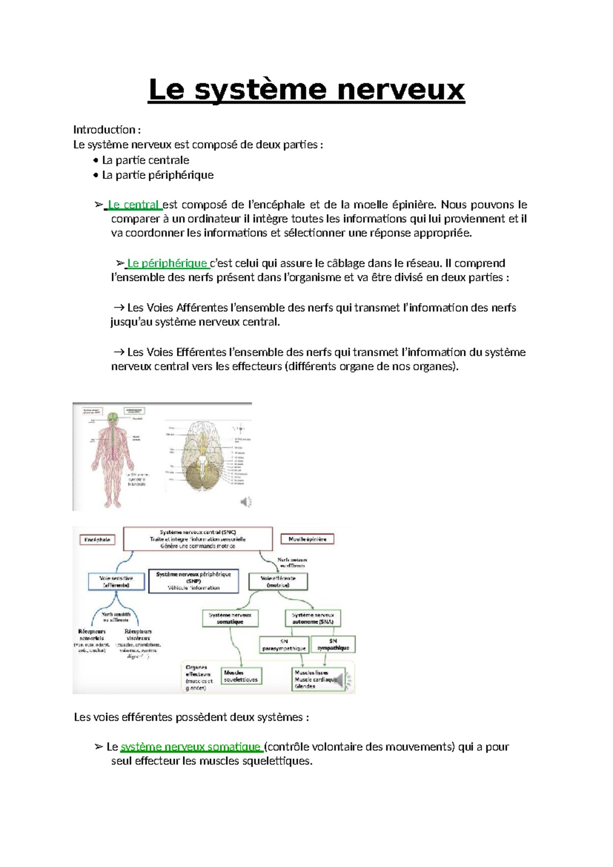 Le Système Nerveux : Structure et Fonctionnement - Cours de Biologie ...