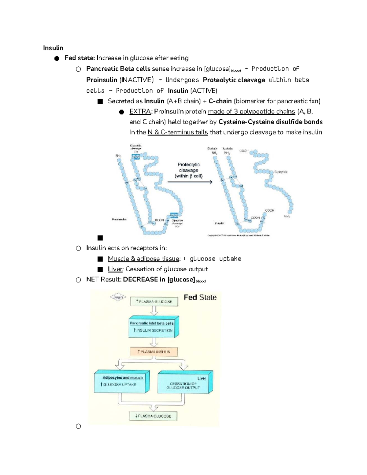 Lec 41 T1DM: Insulin Mechanism and Effects on Glucose Metabolism - Studocu