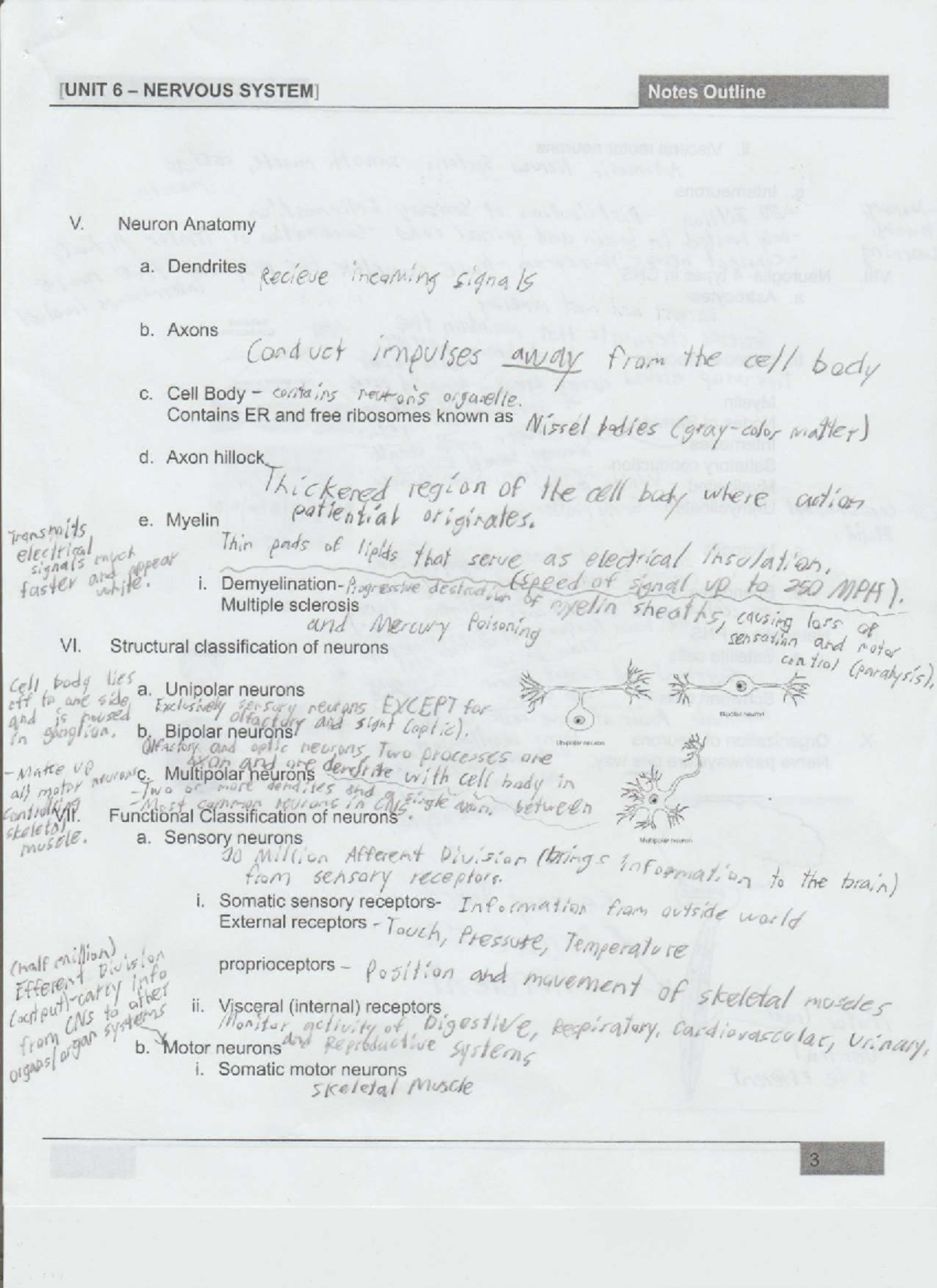 Nervous system notes: Neuron anatomy and classification details - Studocu