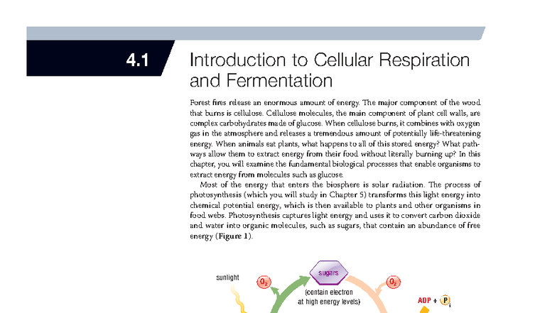 4.1 Cellular Respiration & Fermentation Overview for Biology 8159 - Studocu