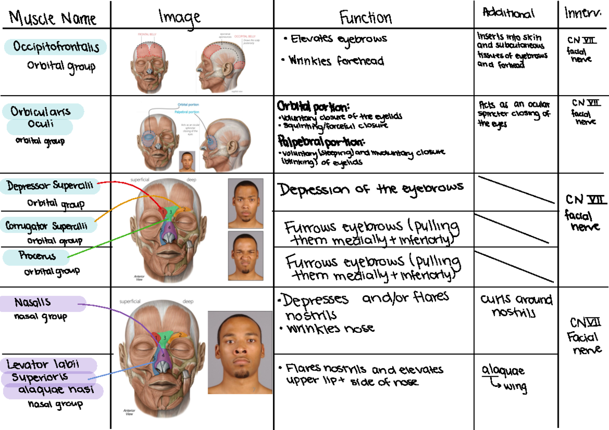 Muscles Chart Midterm ANAT 316 - Muscle Name Image Function Inserts ...
