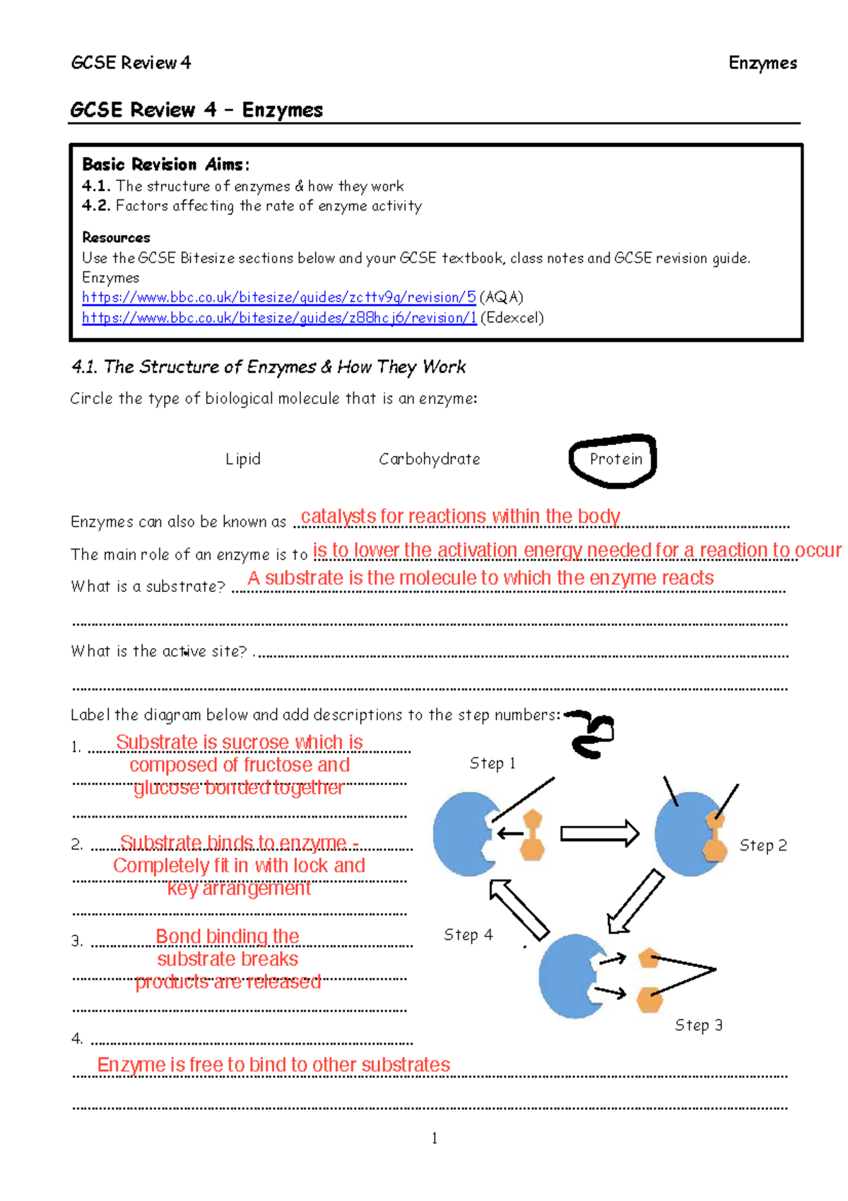 GCSE Biology Revision: Enzymes Overview and Key Concepts - Studocu