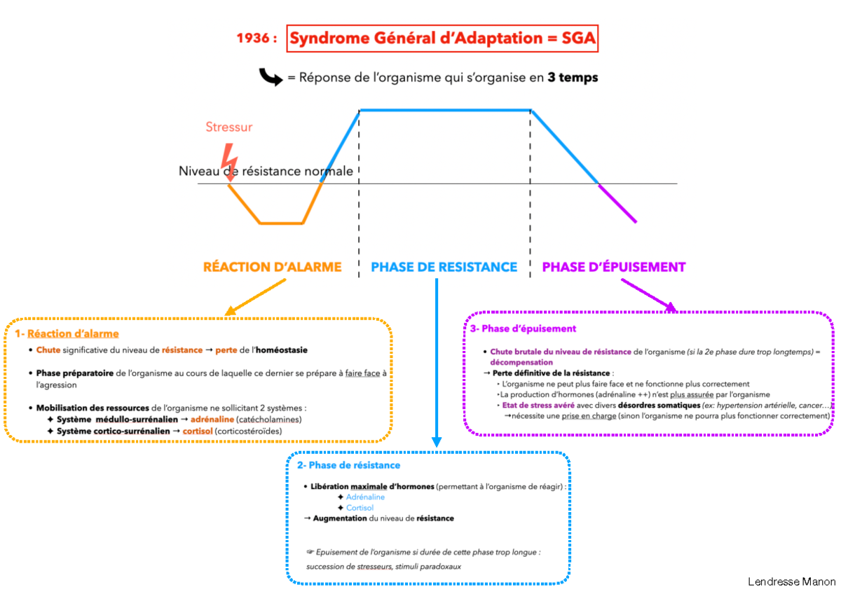 SGA - Résumé sur le Syndrome Général d'Adaptation et ses Phases - Studocu