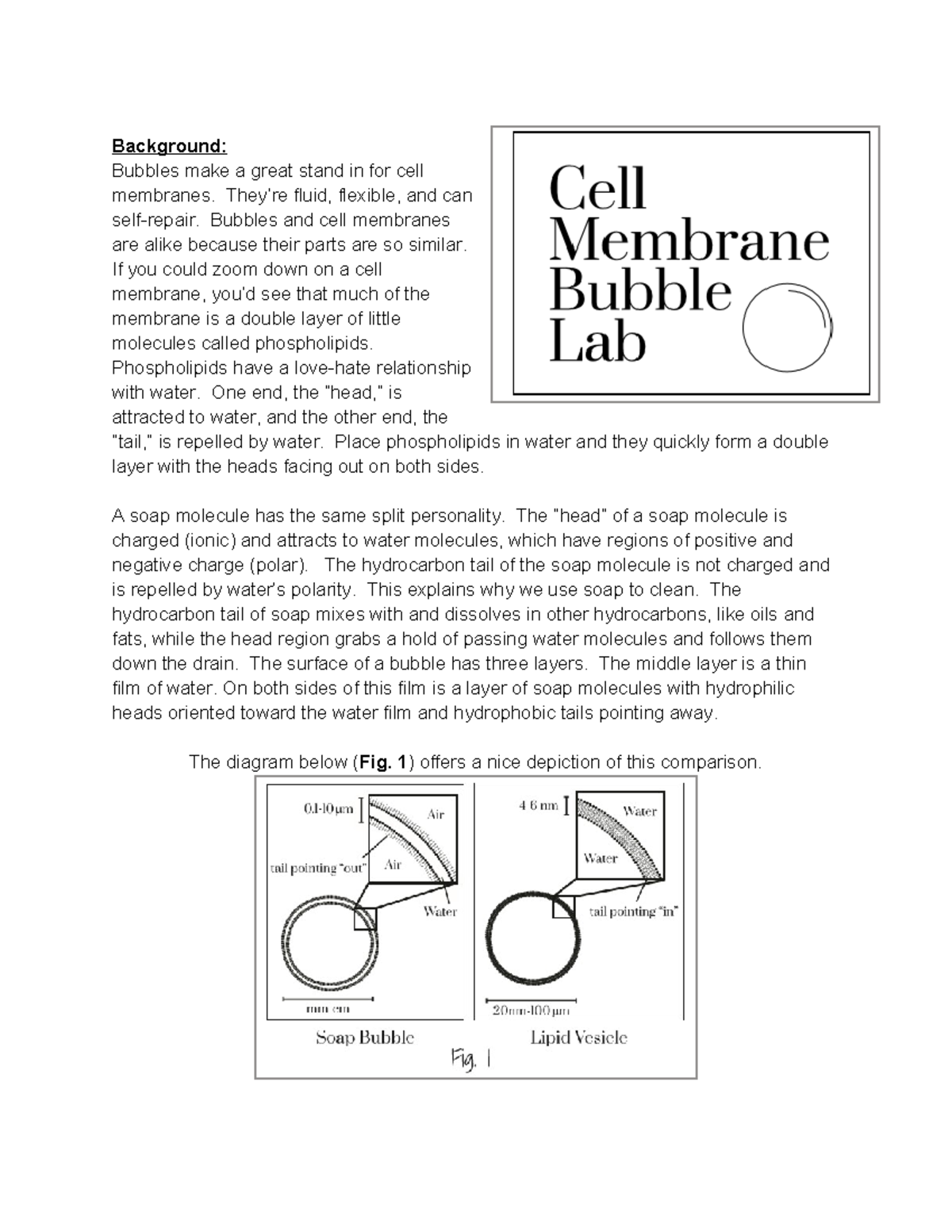 Cell Membrane Bubble Lab Overview - 19341961 - Studocu
