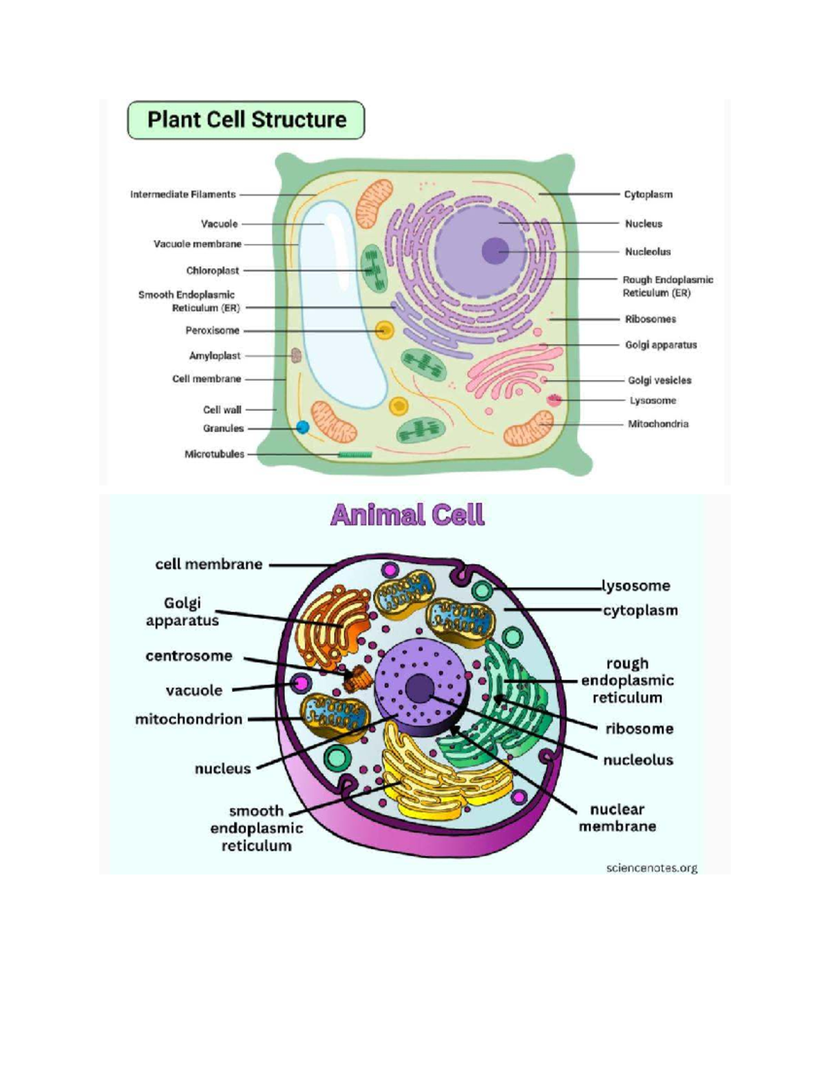 BIO 101: Cell Structure and Function Overview - Studocu