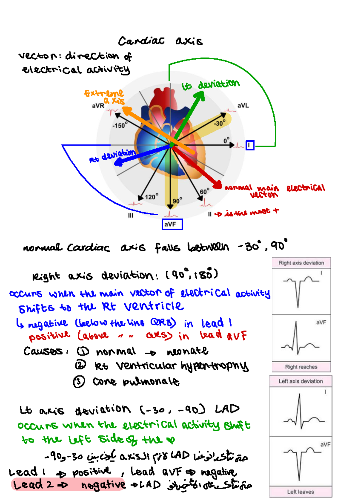 Cardiac Axis - Notes on Electrical Activity and Deviations - Studocu