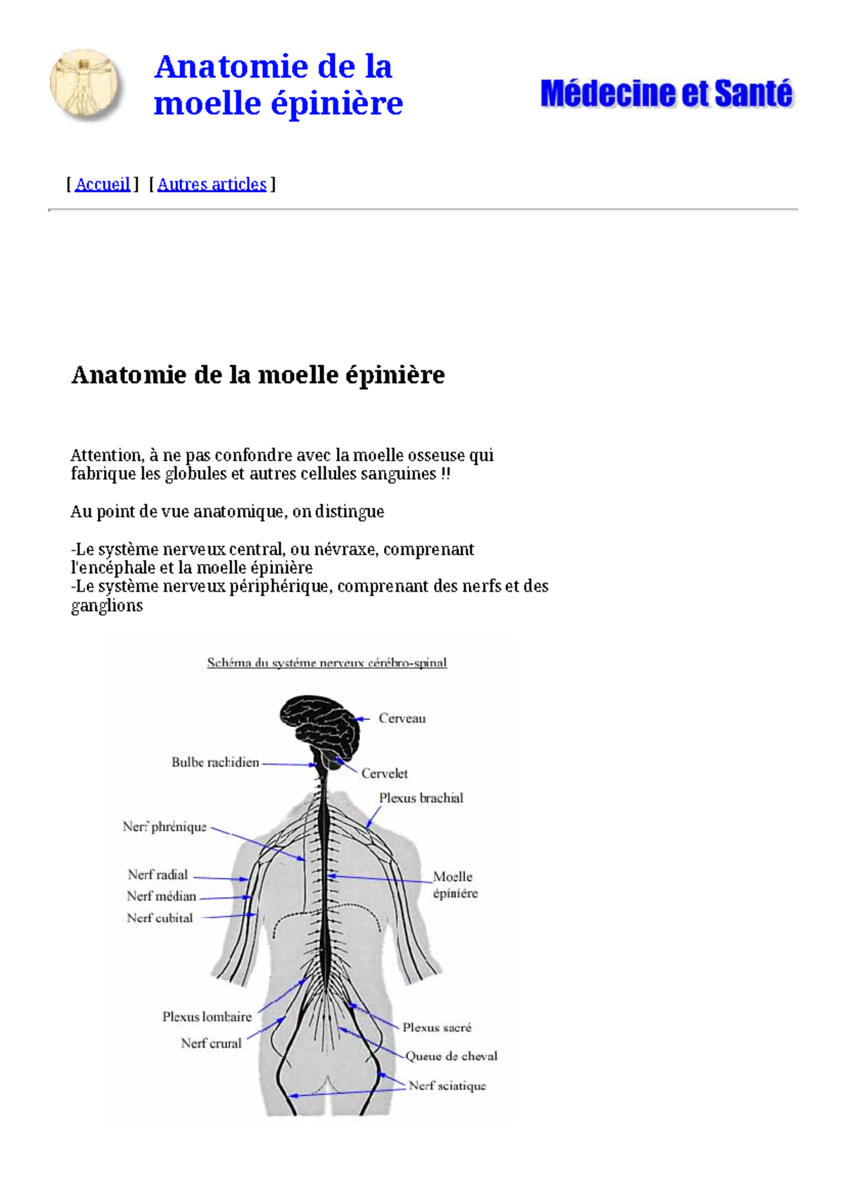 Anatomie de la Moelle Épinière : Système Nerveux Central Détaillé - Studocu