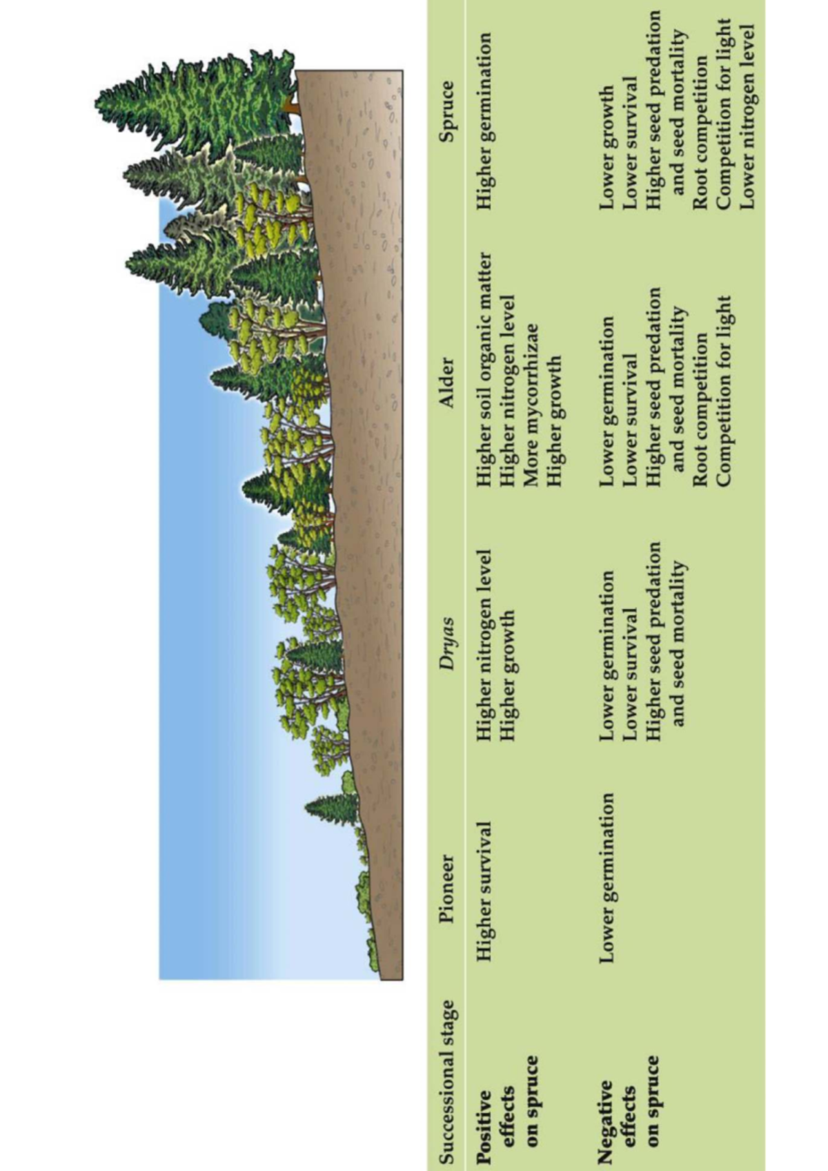 Pioneer Successional Stages: Effects on Tree Growth and Survival - Studocu