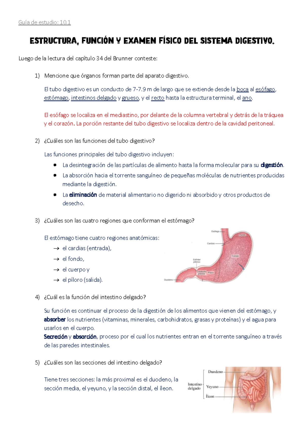 Guía de Estudio 10: Función y Estructura del Sistema Digestivo - Studocu