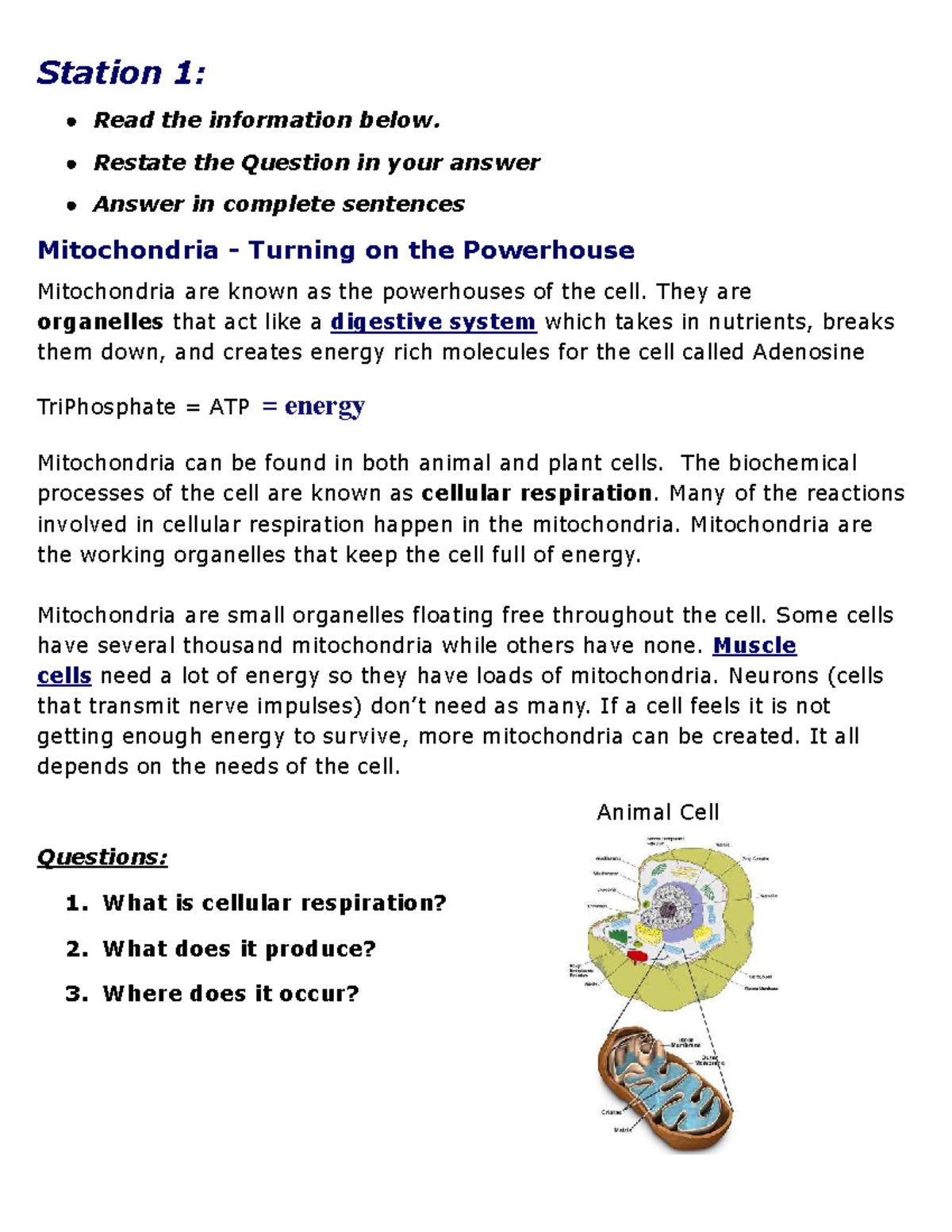 Cellular Respiration Stations: Understanding Mitochondria & Energy ...