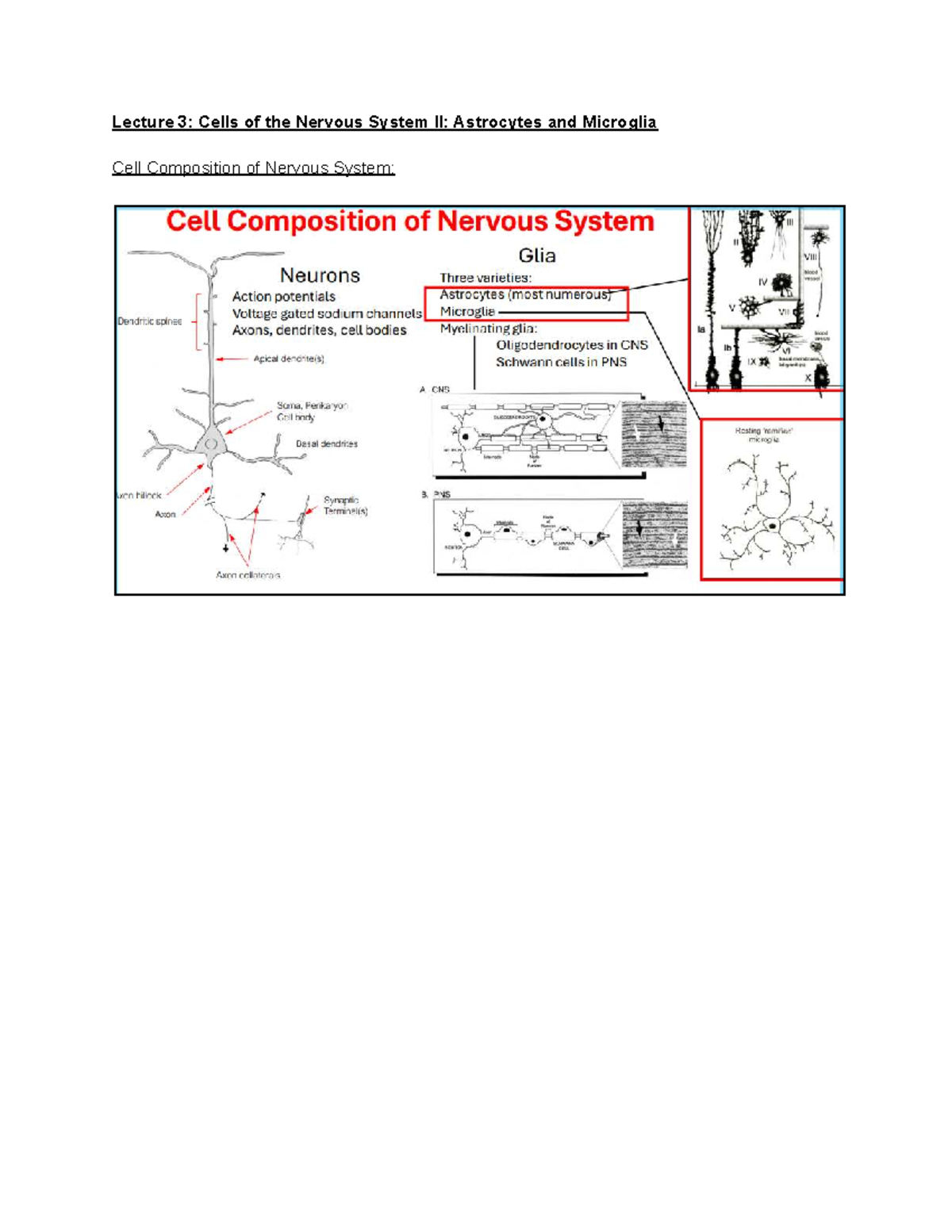 Lecture 3: Cells of the Nervous System II - Astrocytes & Microglia ...
