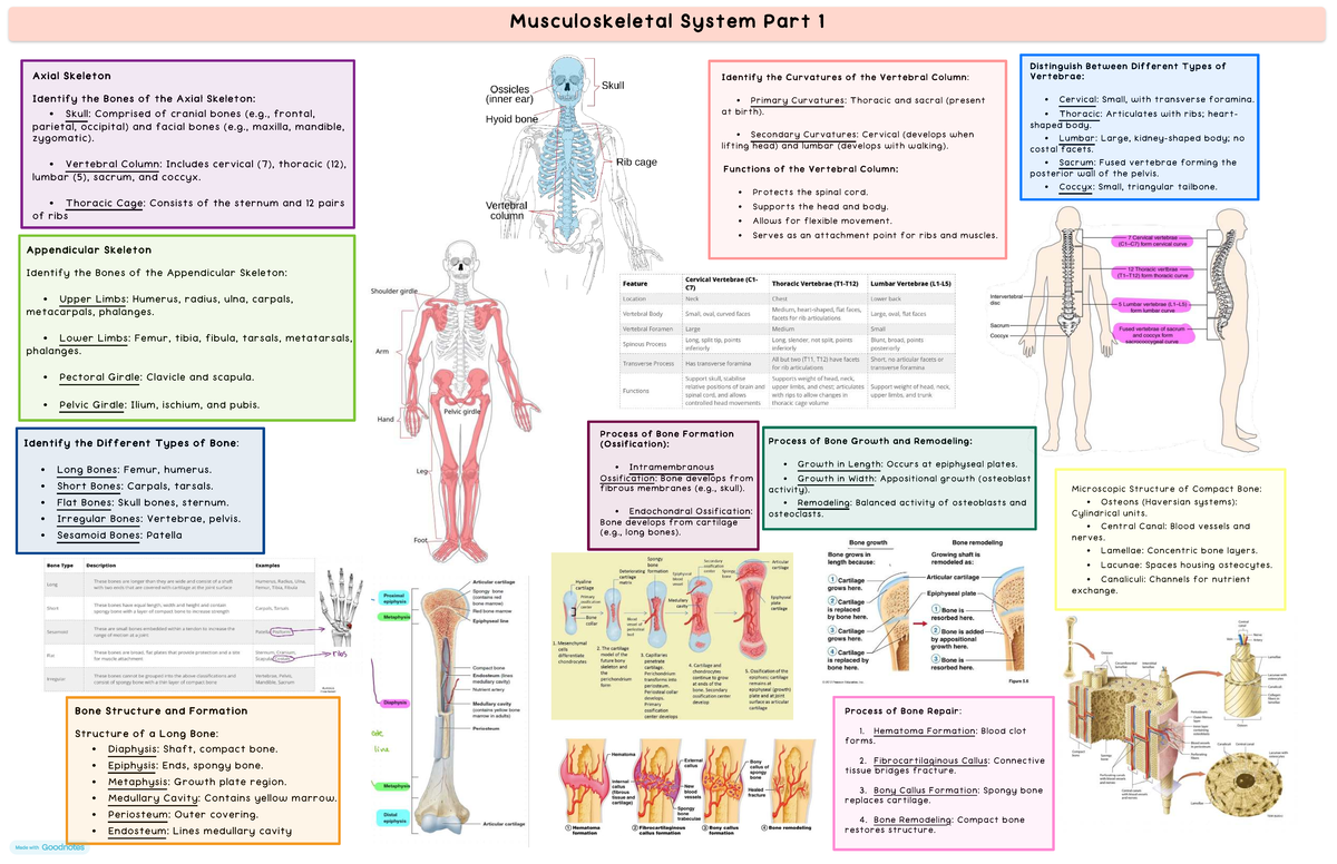 Musculoskeletal System Overview: Axial & Appendicular Skeleton Summary ...