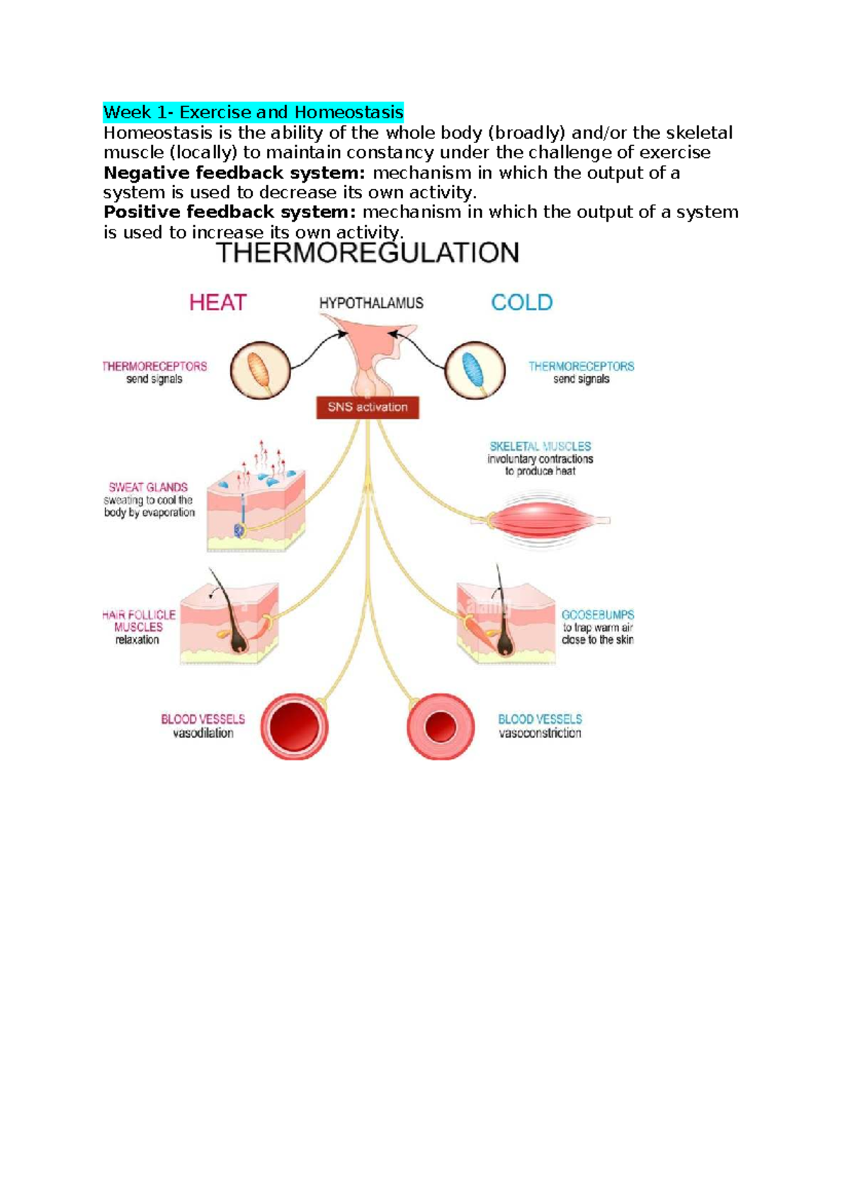 Exercise Physiology Notes: Homeostasis, Energy Systems & VO2 Max - Studocu