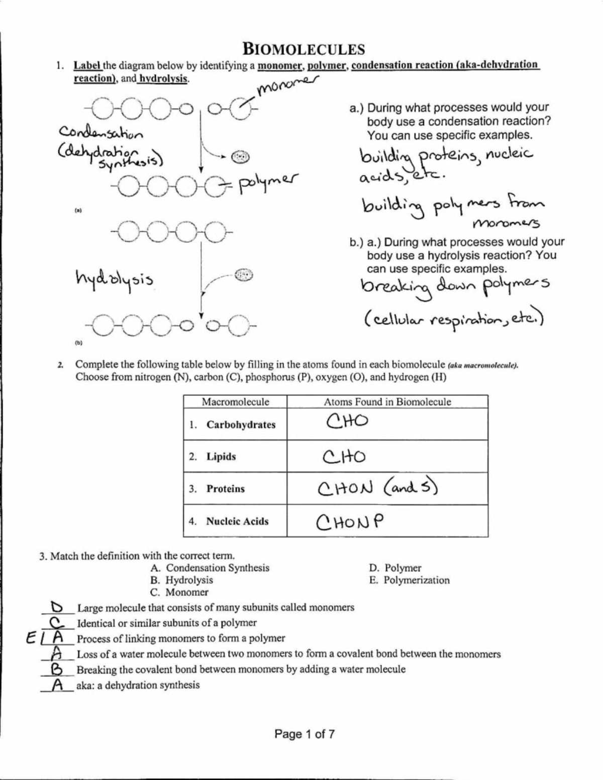 BIOMOLECULES 1: Worksheet Key for Understanding Macromolecules - Studocu
