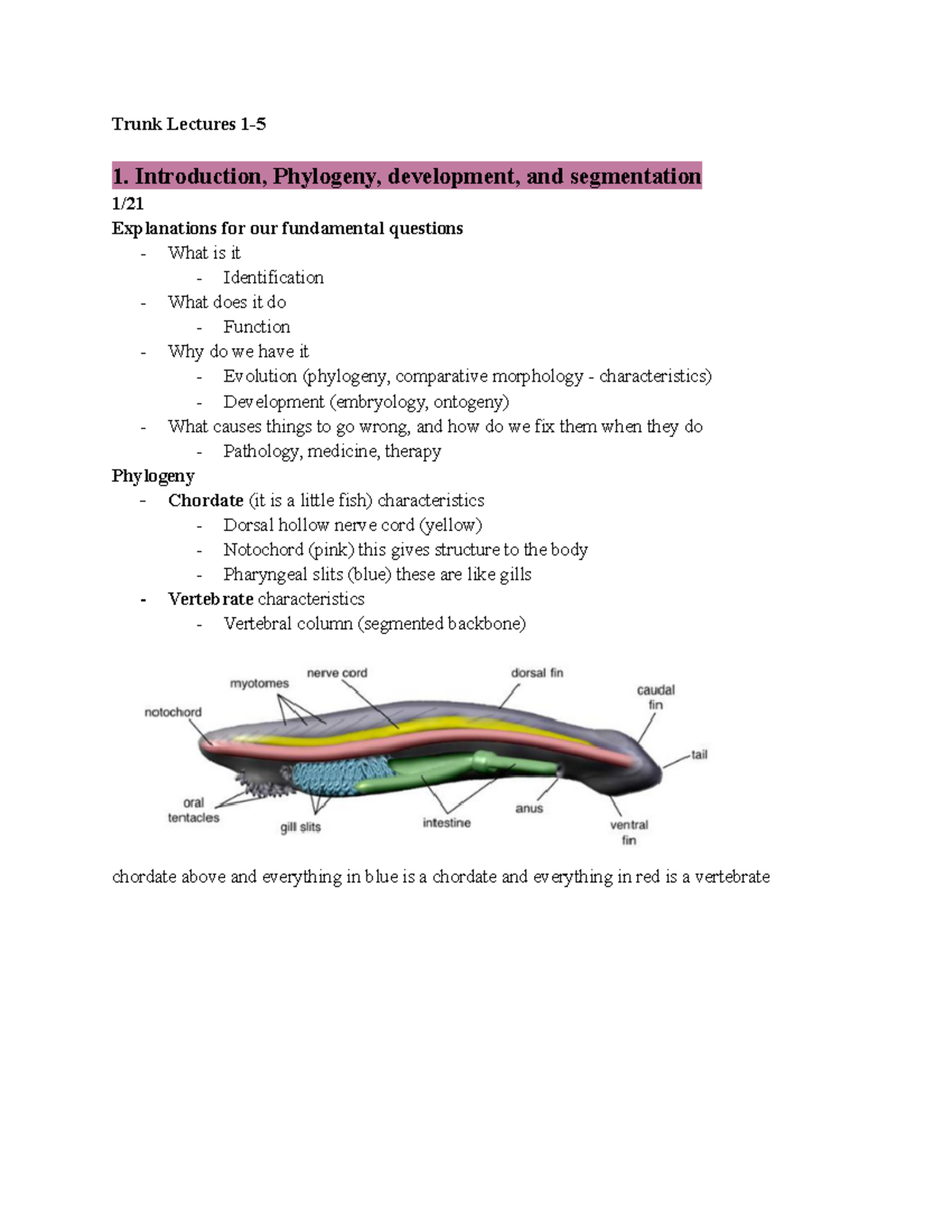 Gross Human Anatomy 290 - Trunk Lectures 1- 1. Introduction, Phylogeny ...