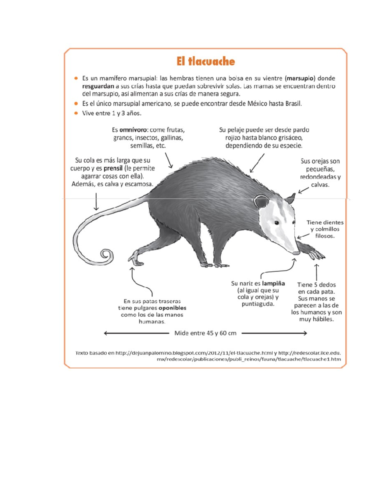 El tlacuache: Infografía sobre el marsupial americano - Studocu