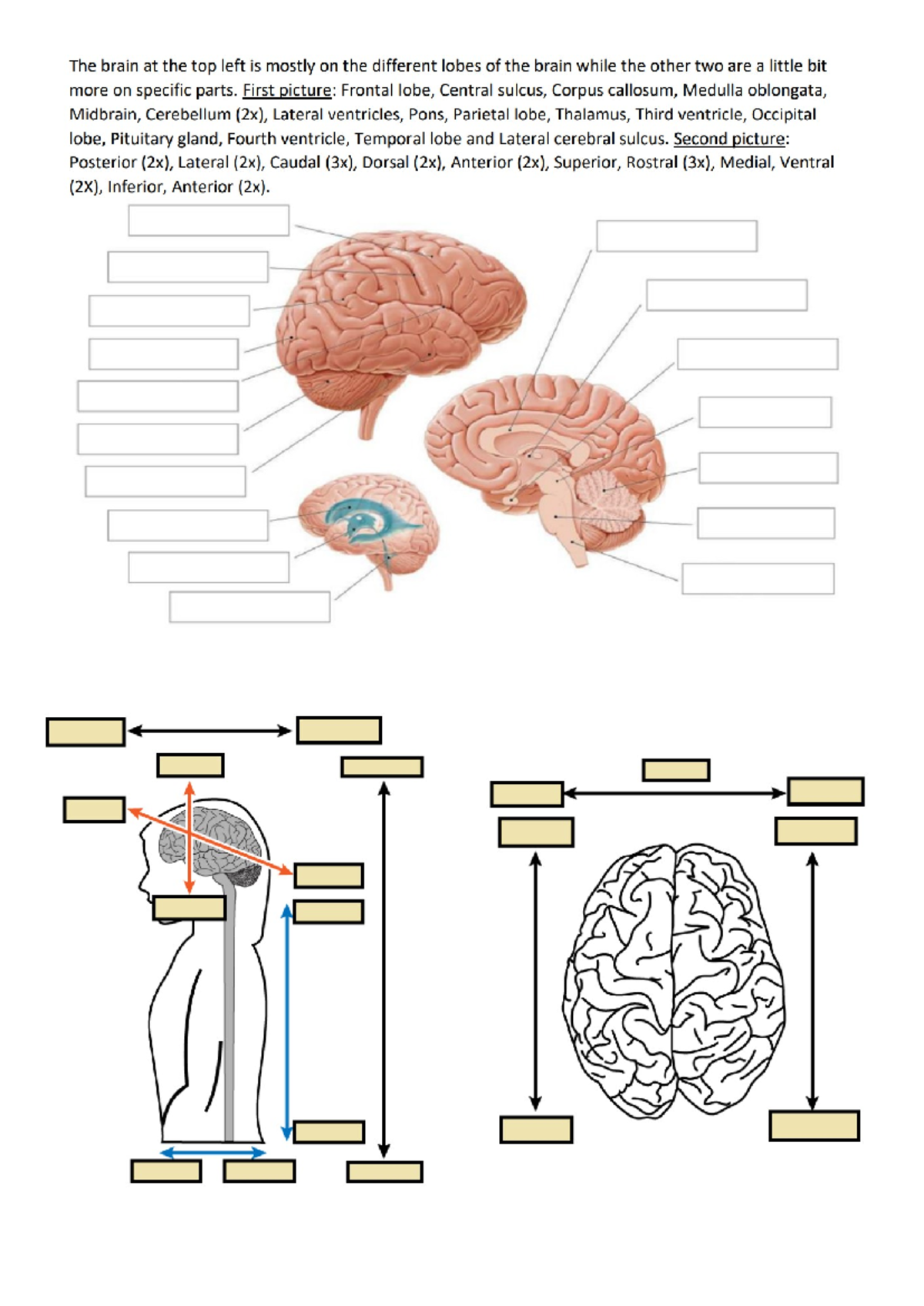 Basic Anatomy of the Brain T1 Neuro (1) - Detailed Lobes and Structures ...