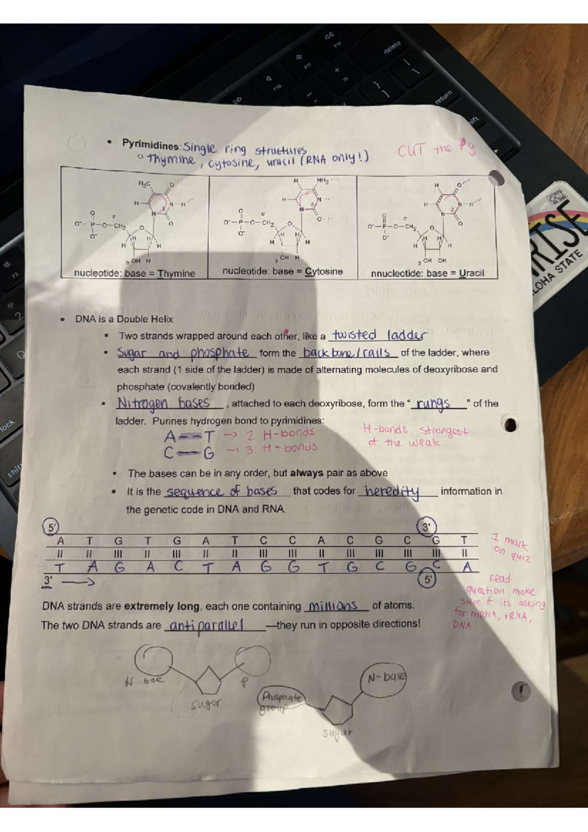 NIFT BIO 101: DNA Structure and Pyrimidines Overview - Studocu